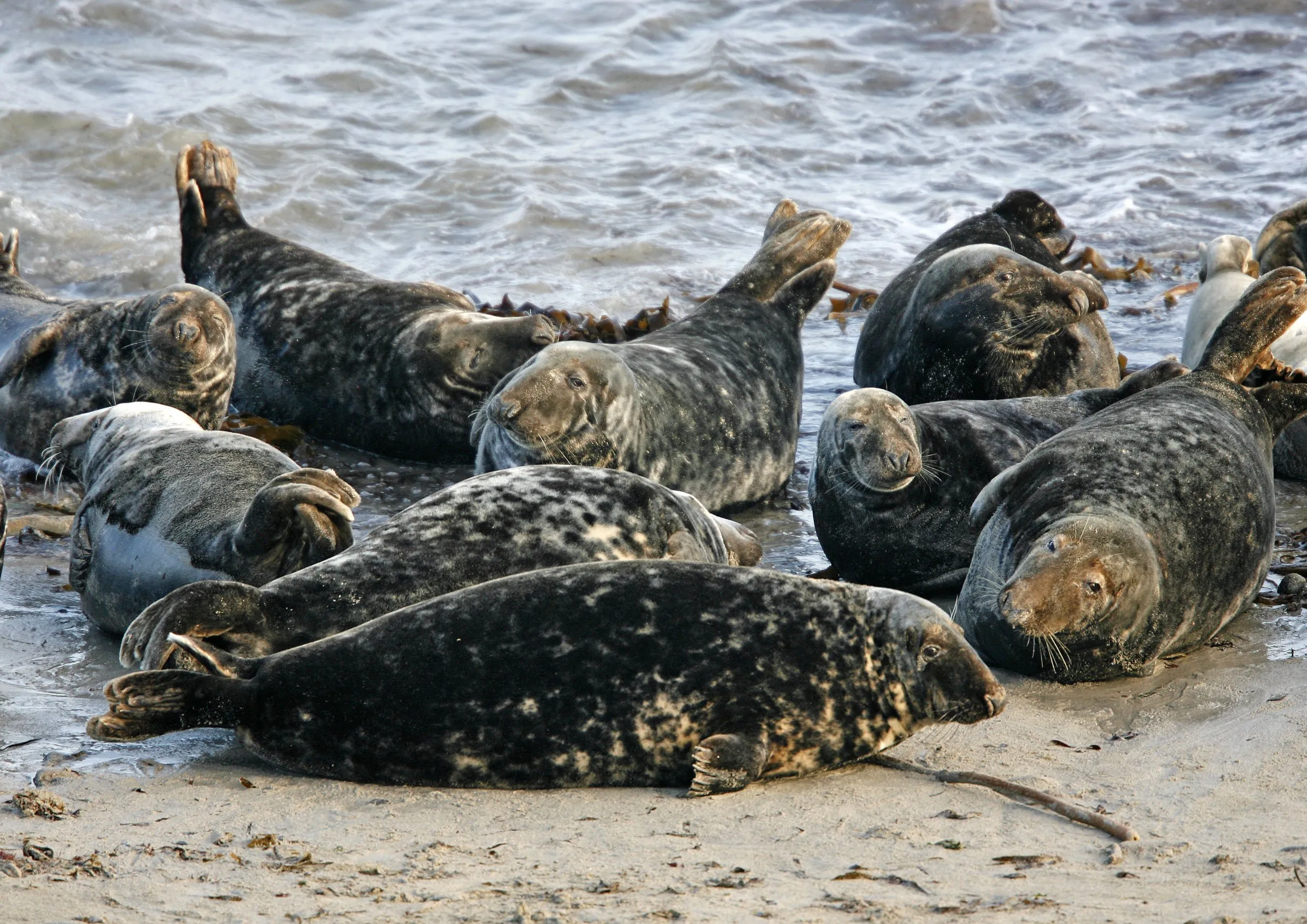 Meet the wildlife - WDC Scottish Dolphin Centre - Spey Bay, Moray Firth