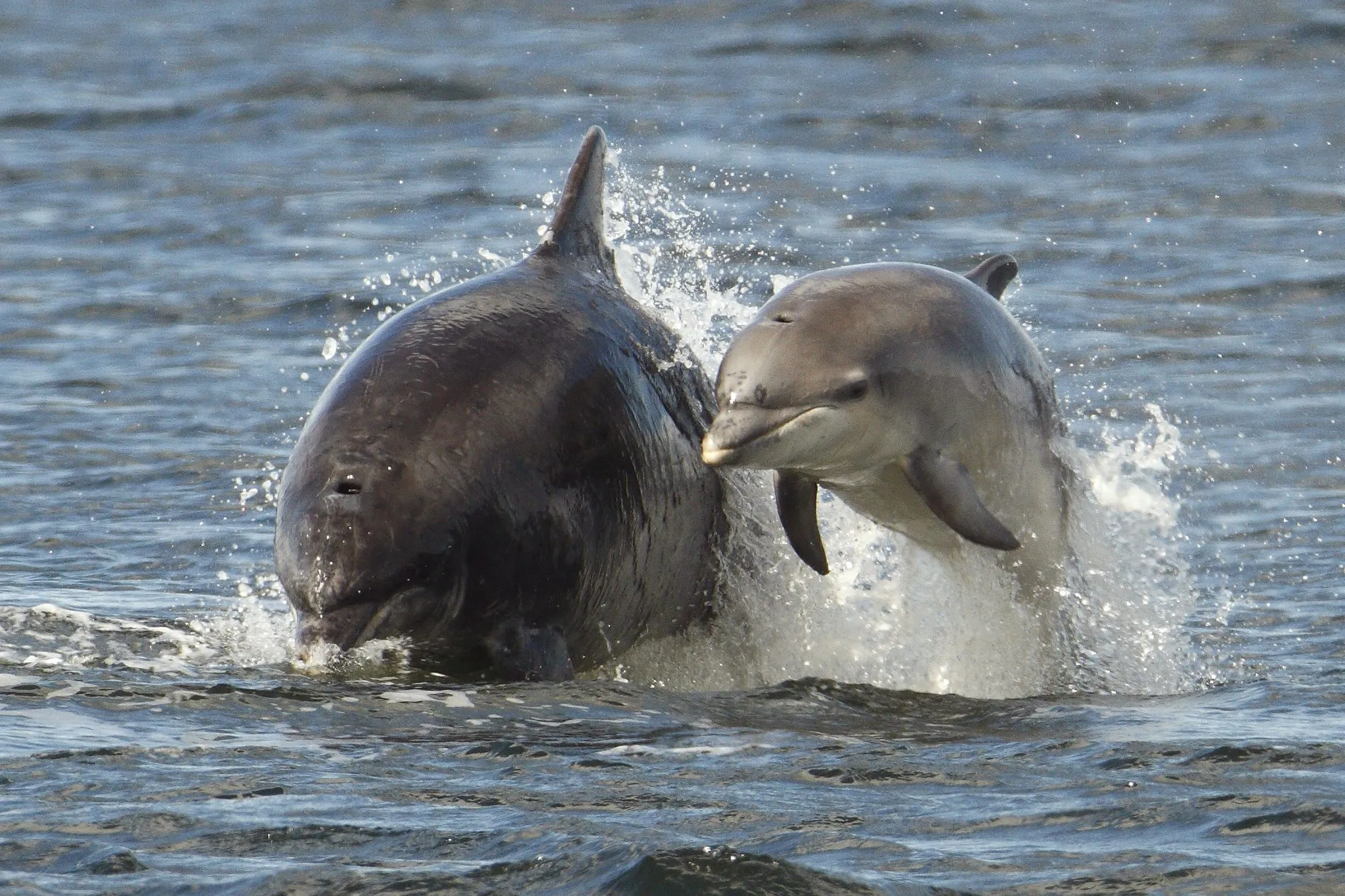 Meet the wildlife - WDC Scottish Dolphin Centre - Spey Bay, Moray Firth