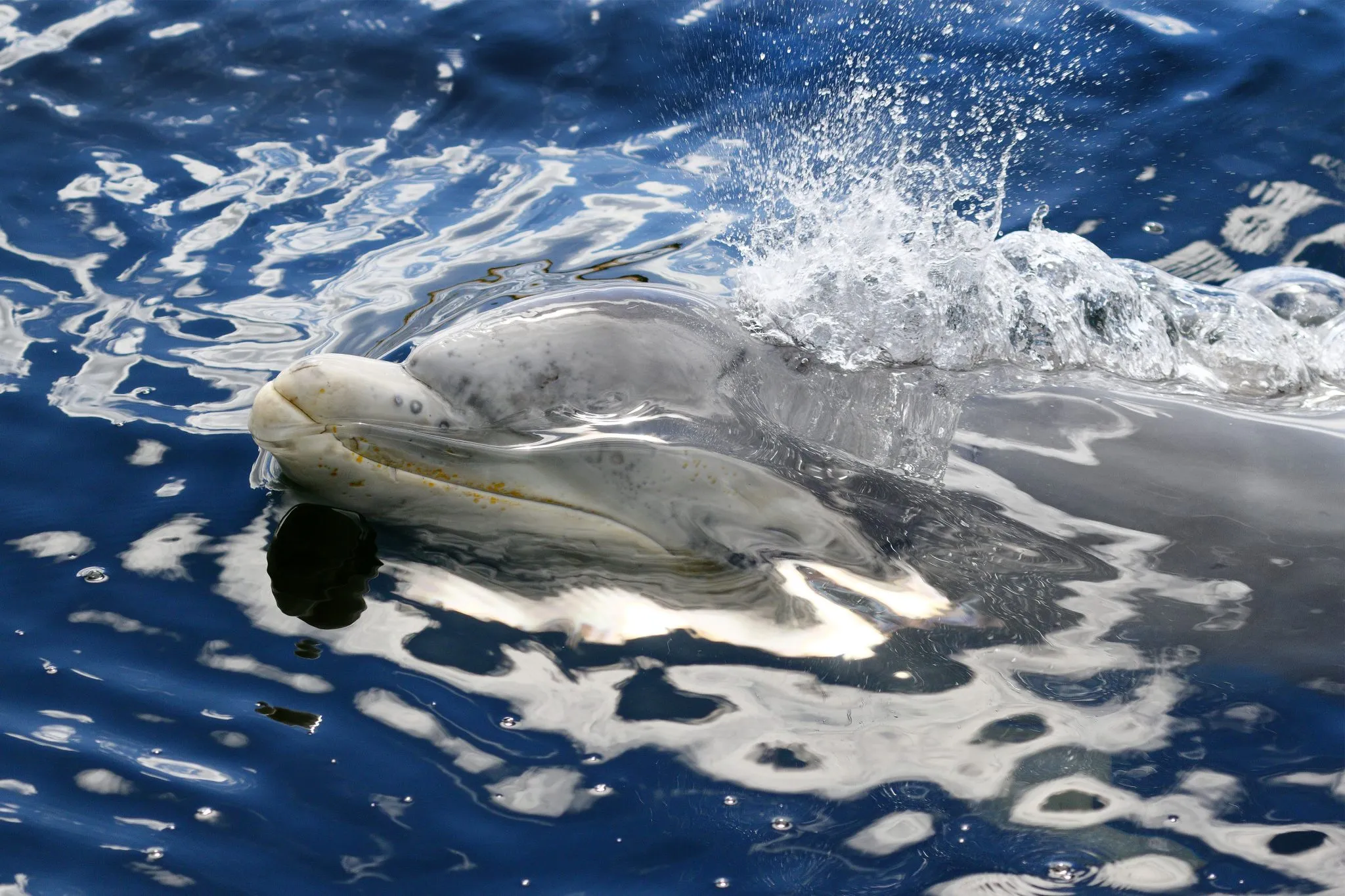 Meet the wildlife - WDC Scottish Dolphin Centre - Spey Bay, Moray Firth