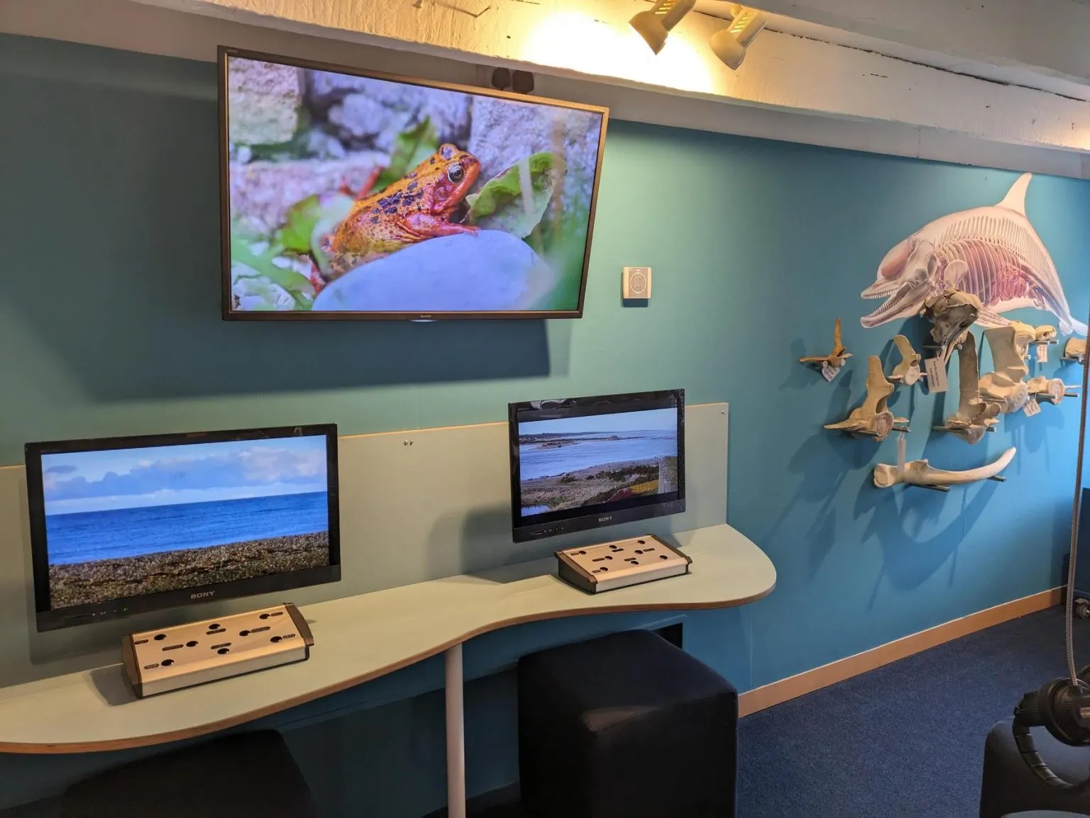 Exhibition and tours - WDC Scottish Dolphin Centre - Spey Bay, Moray Firth