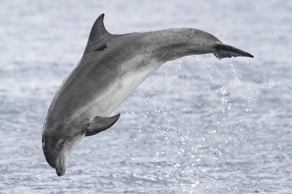 Top 5 Things You Can See in Spring at Spey Bay - WDC Scottish Dolphin ...