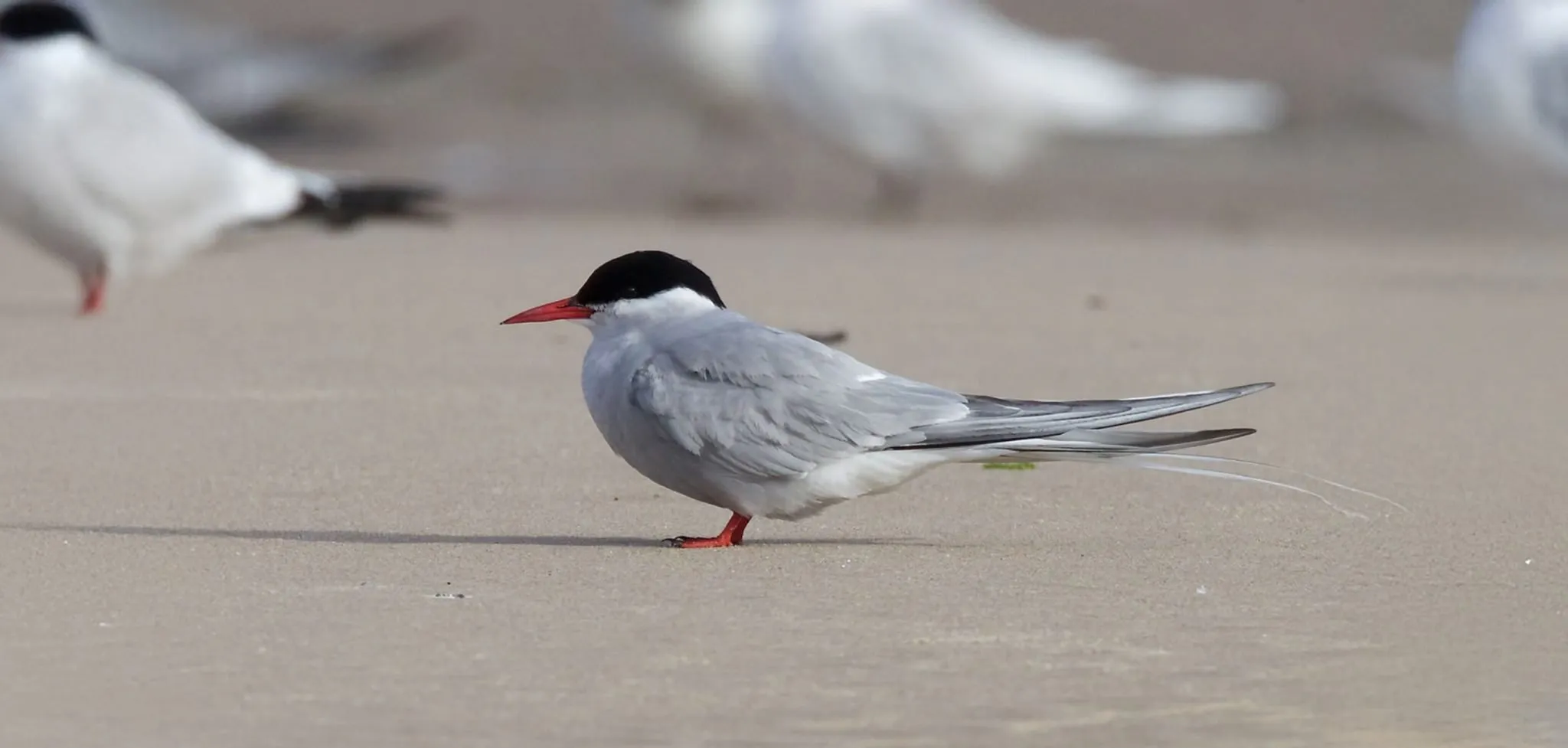 Meet the wildlife - WDC Scottish Dolphin Centre - Spey Bay, Moray Firth