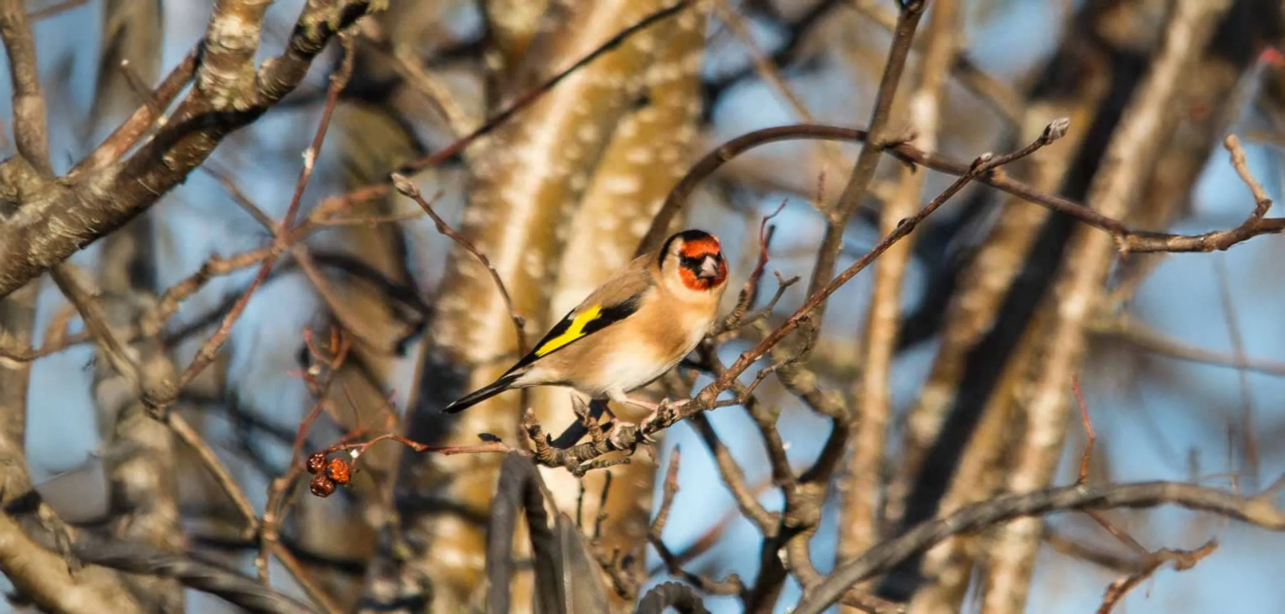 Goldfinch - WDC Scottish Dolphin Centre - Spey Bay, Moray Firth