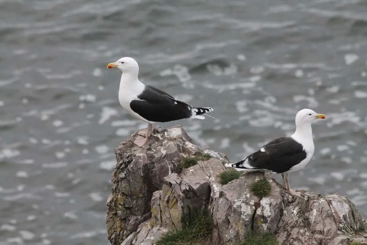 Meet the wildlife - WDC Scottish Dolphin Centre - Spey Bay, Moray Firth