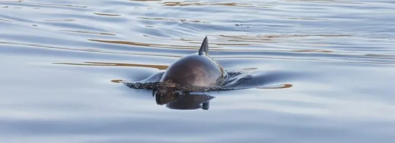 Minke Whale - WDC Scottish Dolphin Centre - Spey Bay, Moray Firth