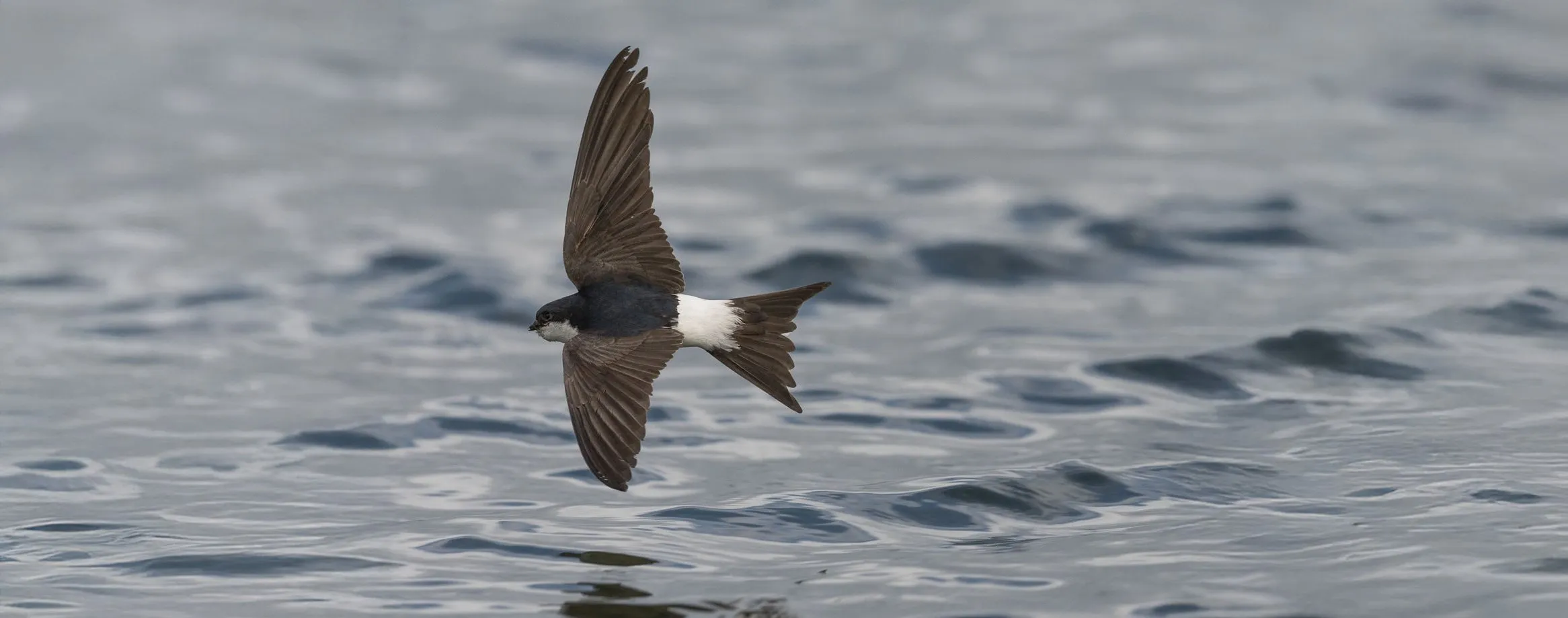 House Martin - WDC Scottish Dolphin Centre - Spey Bay, Moray Firth