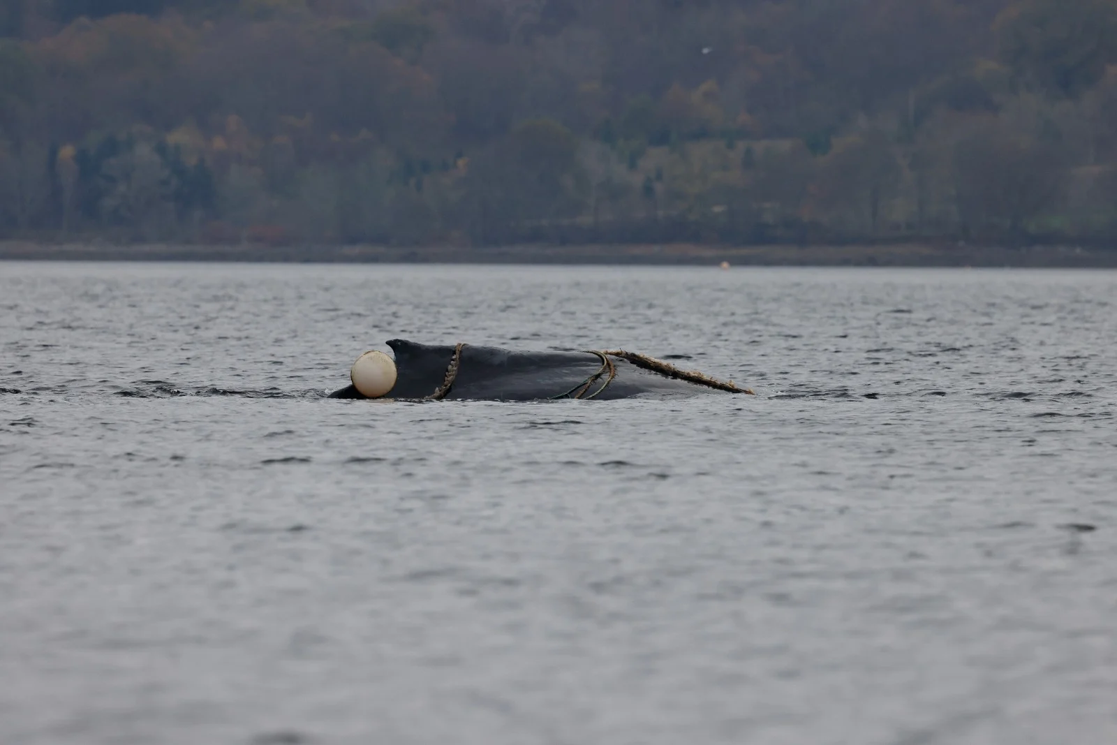 Humpback Whale Disentangled! - WDC Scottish Dolphin Centre - Spey Bay ...