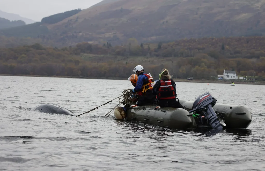 Humpback Whale Disentangled! - WDC Scottish Dolphin Centre - Spey Bay ...