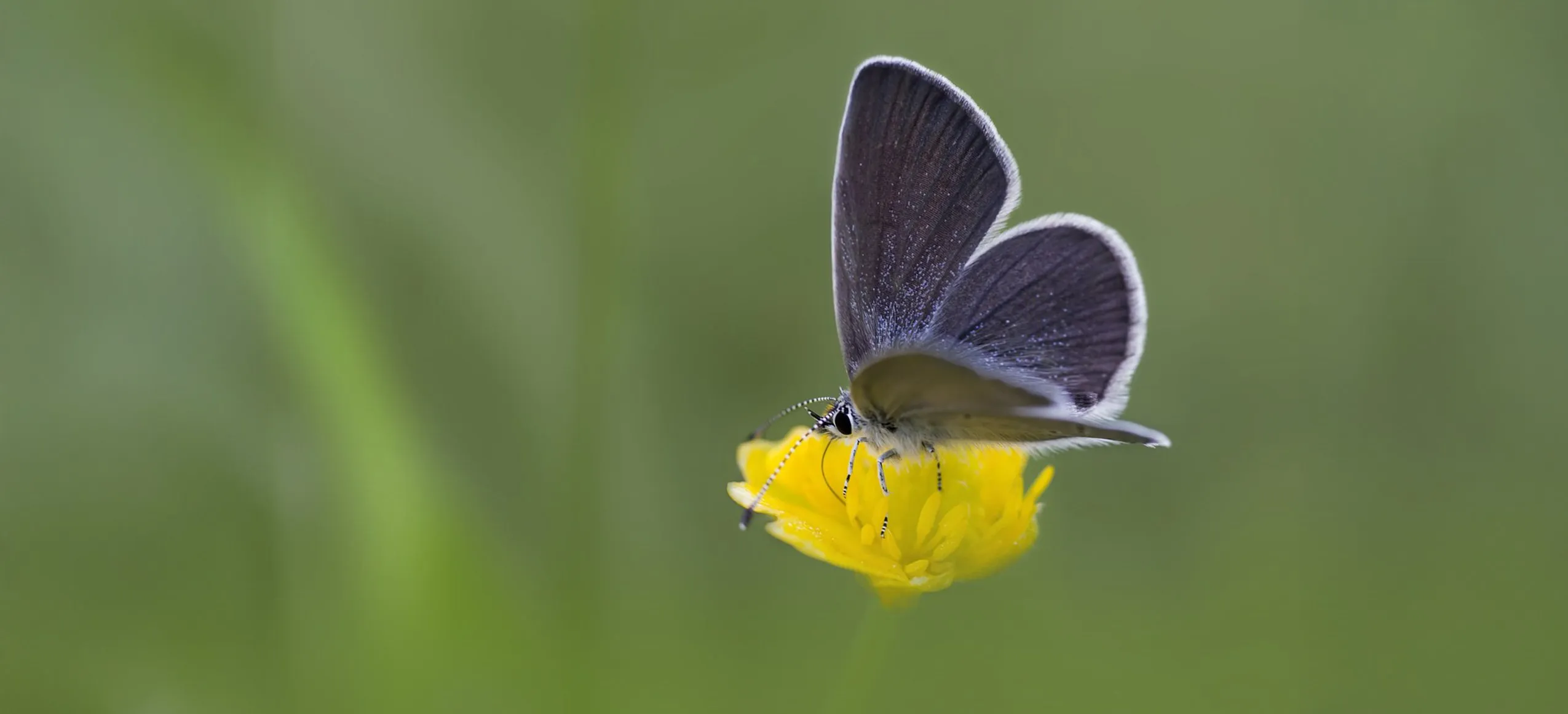 Small blue butterfly - WDC Scottish Dolphin Centre - Spey Bay, Moray Firth