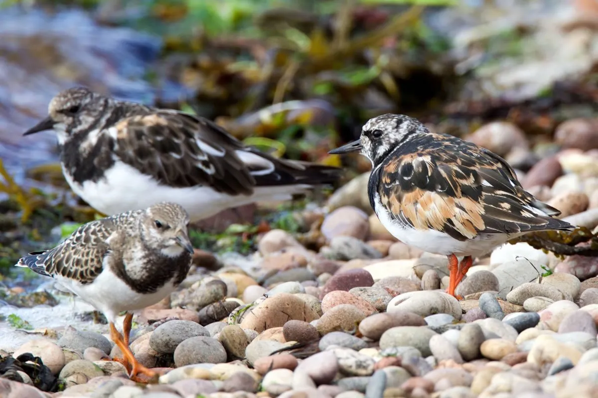 Meet the wildlife - WDC Scottish Dolphin Centre - Spey Bay, Moray Firth