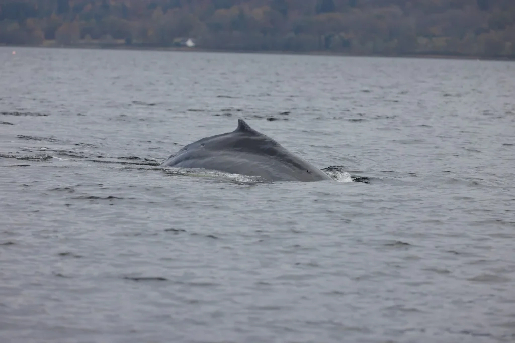 Humpback Whale Disentangled! - WDC Scottish Dolphin Centre - Spey Bay ...