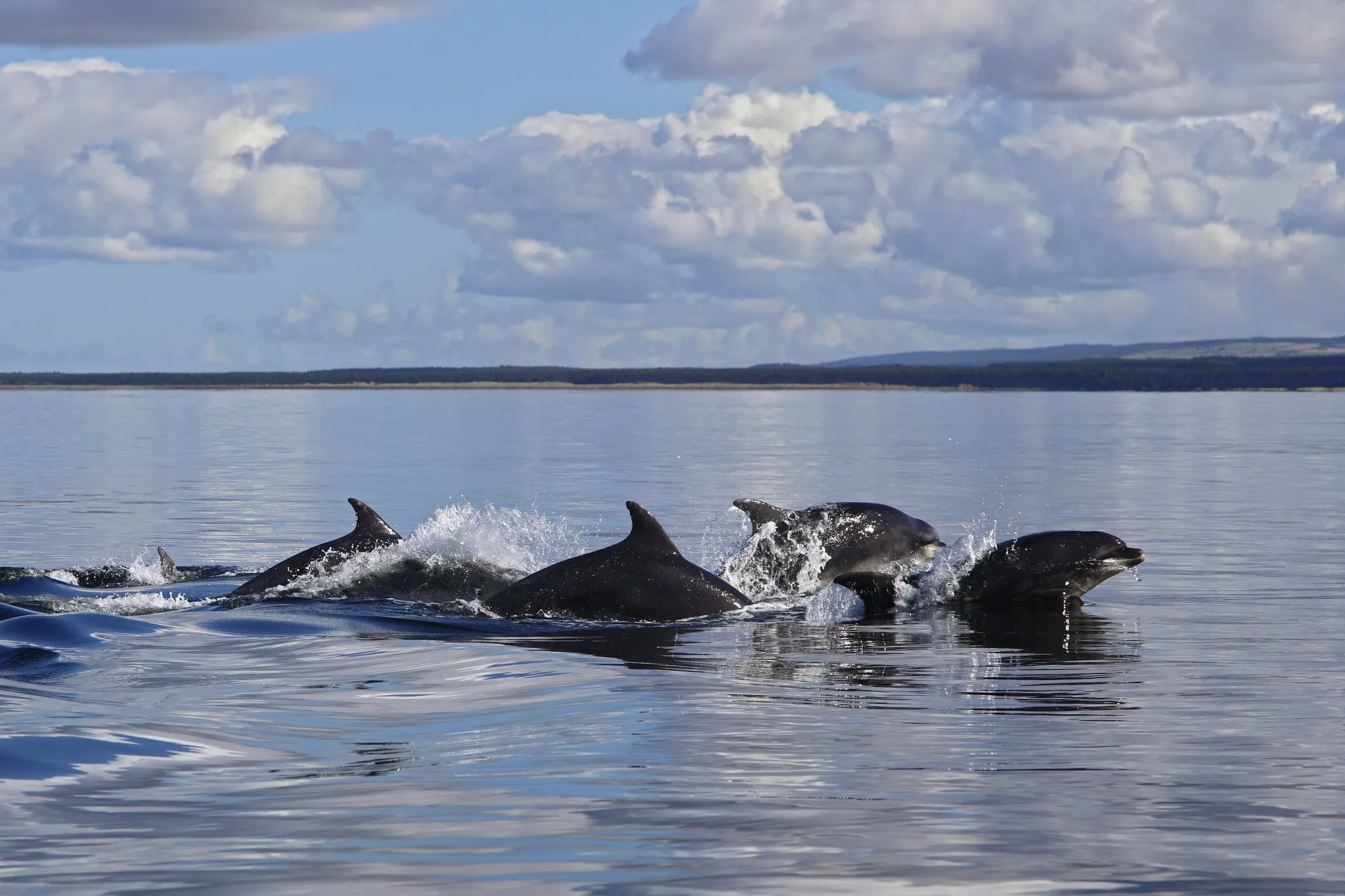 Home - WDC Scottish Dolphin Centre - Spey Bay, Moray Firth