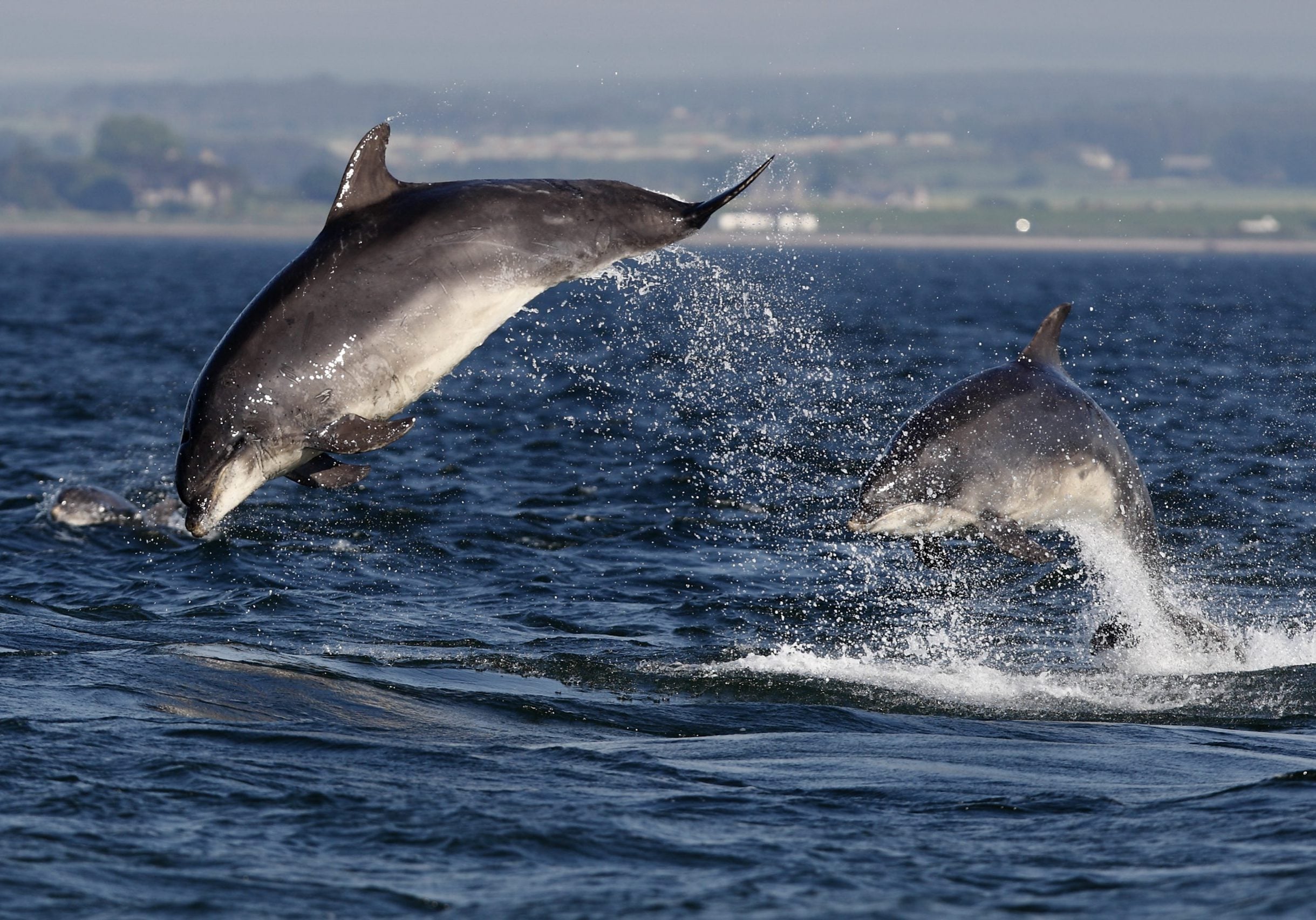 What's on? - WDC Scottish Dolphin Centre - Spey Bay, Moray Firth