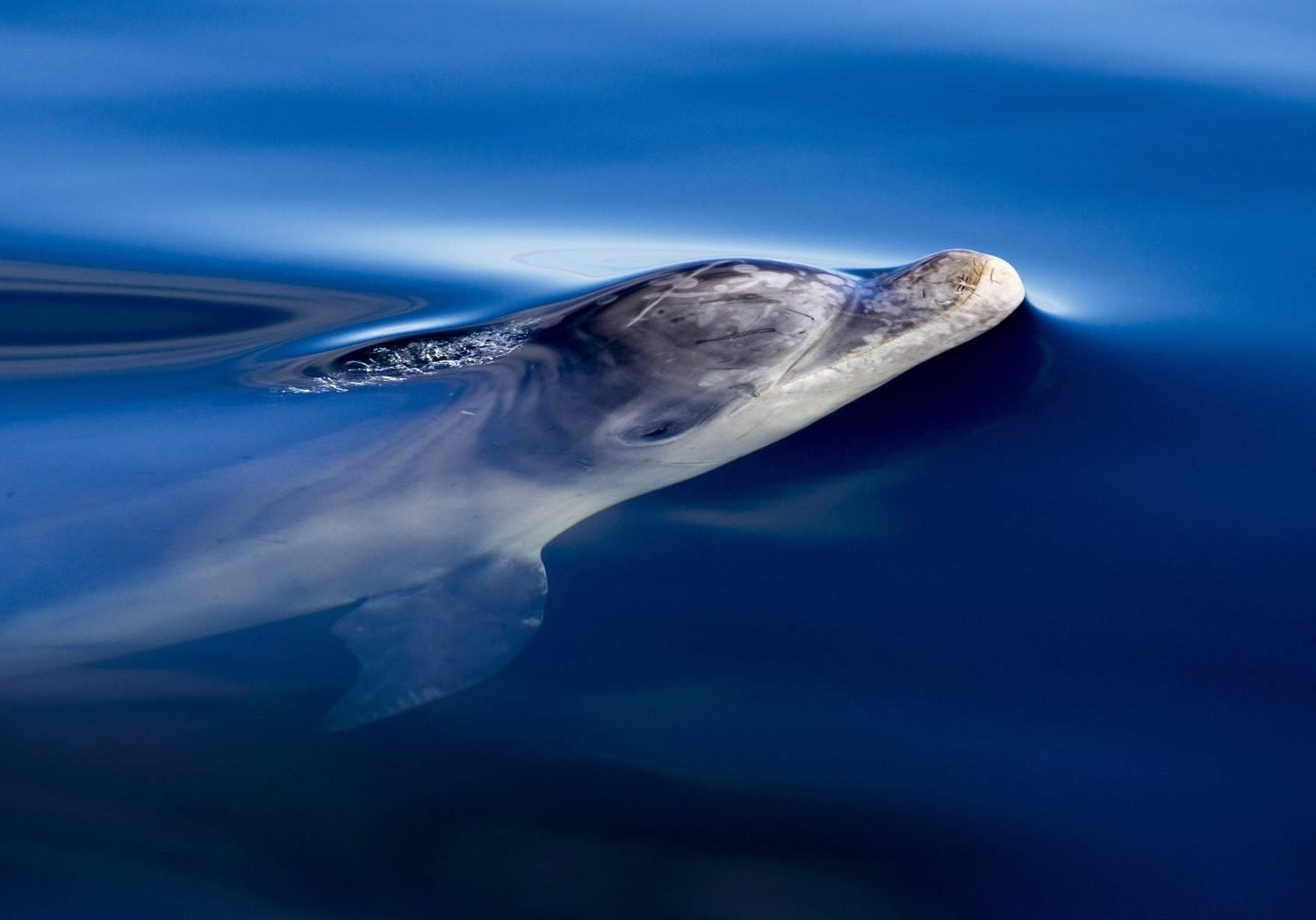 Dolphin Watching - WDC Scottish Dolphin Centre - Spey Bay, Moray Firth